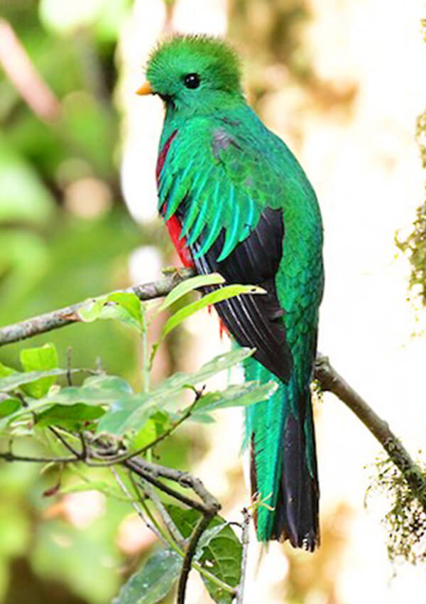 Bird Photography Tours - Birdwatching Galapagos Cruises